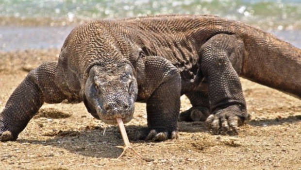 Najveći gušter na svijetu stigao u Zagrebački zoološki - KIGO.hr